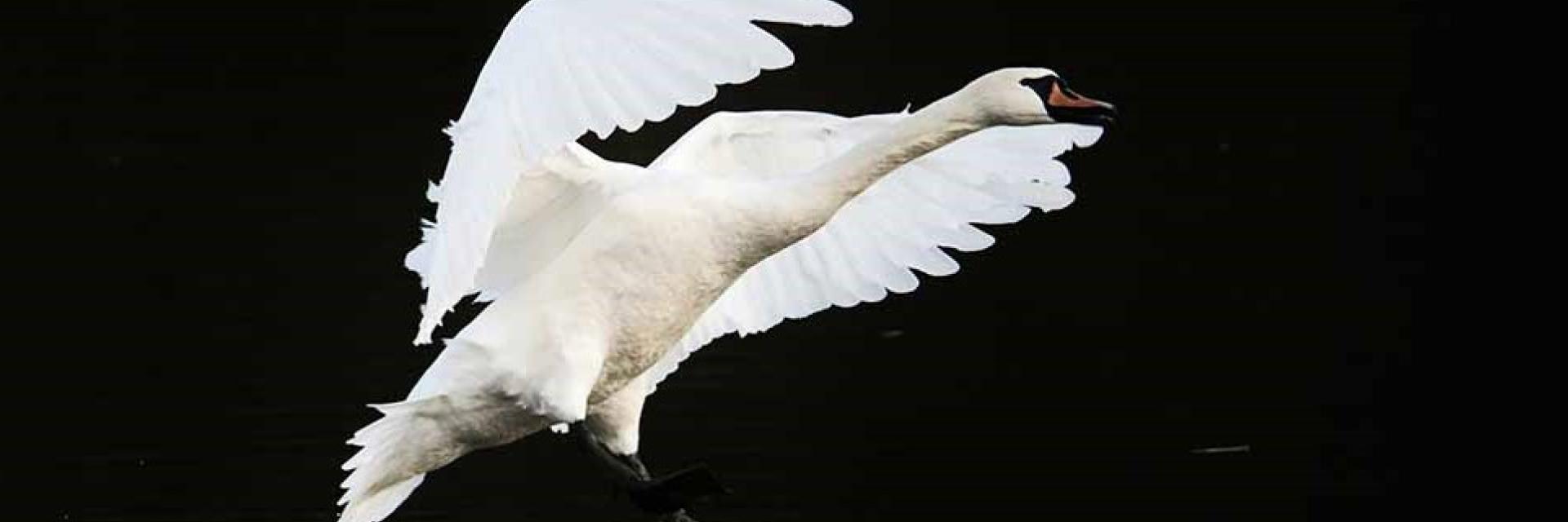 Four swans of the Black Sea | European Union Institute for Security Studies